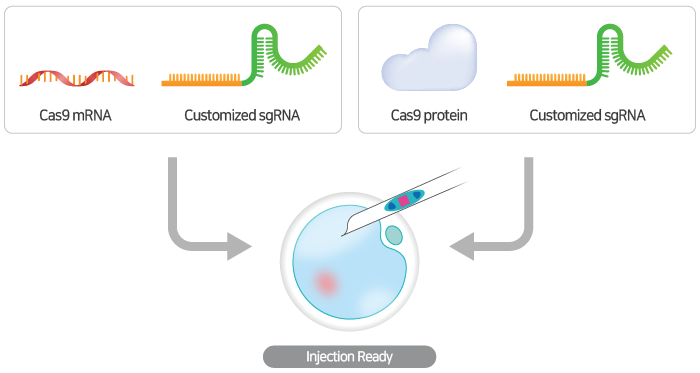 AccuTool™ gRNA & Cas9 protein (RNP)