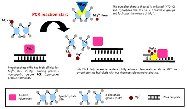 AccuPower® HotStart Pfu PCR PreMix