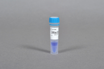 100 bp Plus DNA Ladder