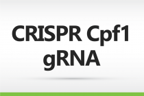 CRISPR Cpf1-gRNA Service