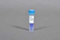 AccuLadder™ 100 bp DNA Size Marker