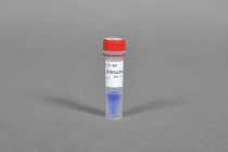 25/100 bp Mixed DNA Ladder