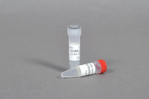T4 DNA Ligase (20,000 units)
