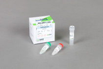 Top DNA Polymerase, 10X Reaction Buffer with MgCl2 (2,000 units)