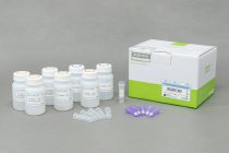 AccuPrep® Plasmid Mini Extraction Kit (50 reactions)