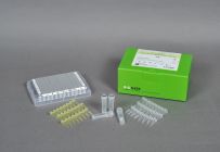 AccuPower® JAK2 V617F Quantitative PCR Kit